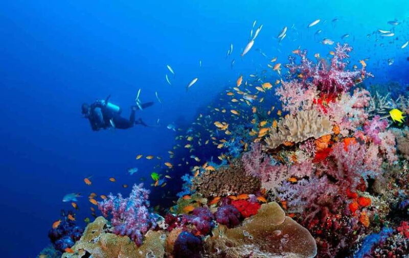 Phu Quoc : Scuba Diving and Parasailing at Roi Island - Final Thoughts: Who Should Consider This Tour?