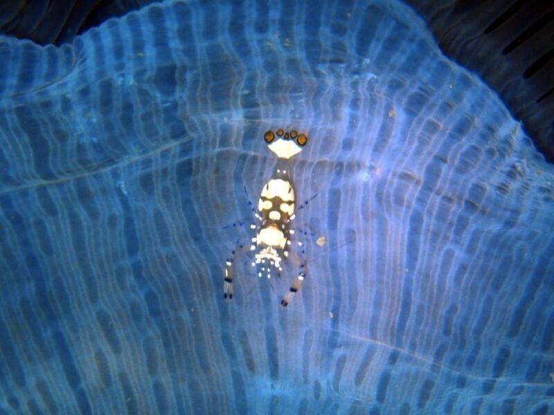 Phu Quoc: Scuba Diving Experience for All Levels - Marine Life and Underwater Highlights