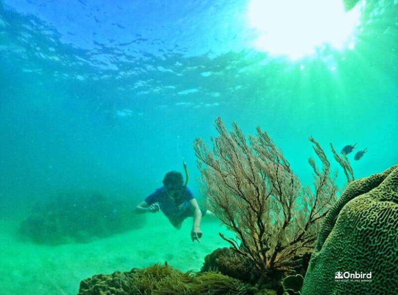 Phu Quoc Small-group Snorkeling to the Coral Jungle Reef - What Past Travelers Say
