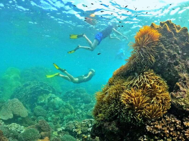 Phu Quoc Small-group Snorkeling to the Coral Jungle Reef - Is This Tour Right for You?