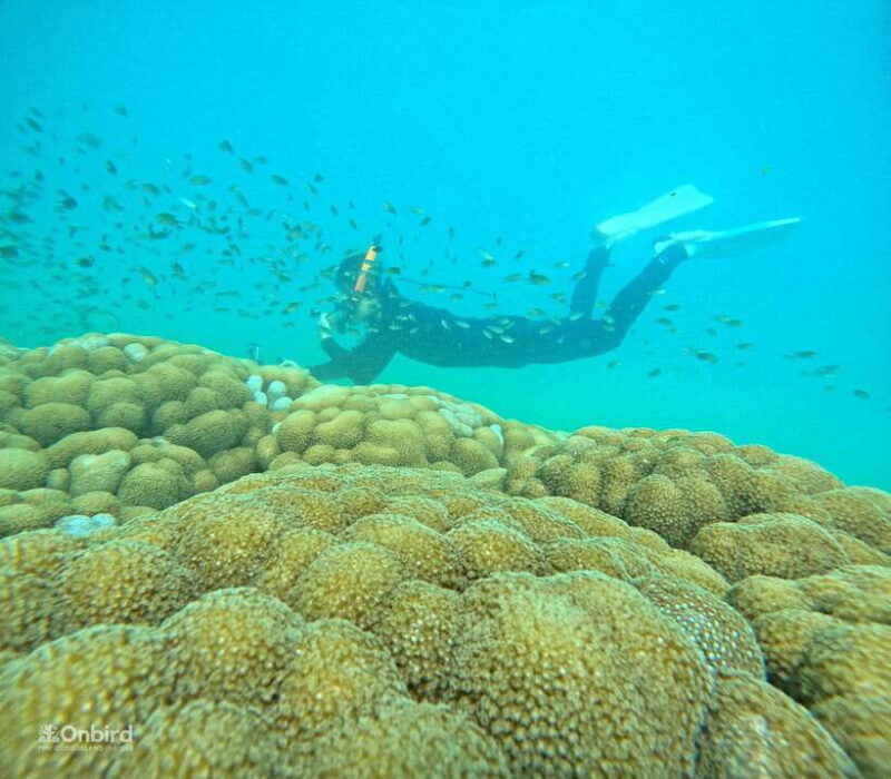 Phu Quoc: Speed Boat Tour 4 Islands - 2 Reefs Snorkeling - Who’s This Tour Best For?