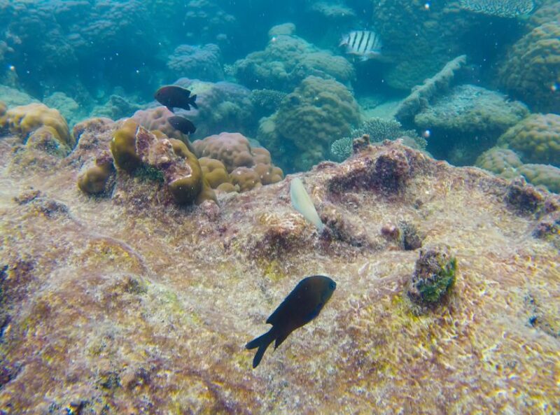 Phu Quoc Speedboat Trip: 3 Islands By Speedboat - Who Should Consider This Tour?