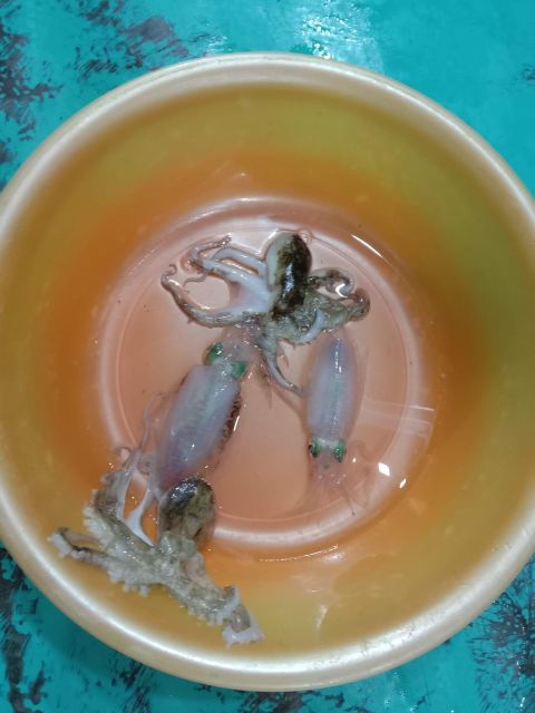 Phu Quoc: Squid Fishing Tour with sunset views & dinner - FAQ: Your Questions Answered