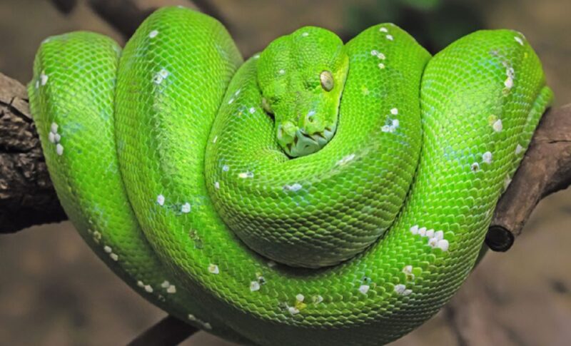 Phu Quoc: Vinpearl Safari Park Entry Ticket - Key Points