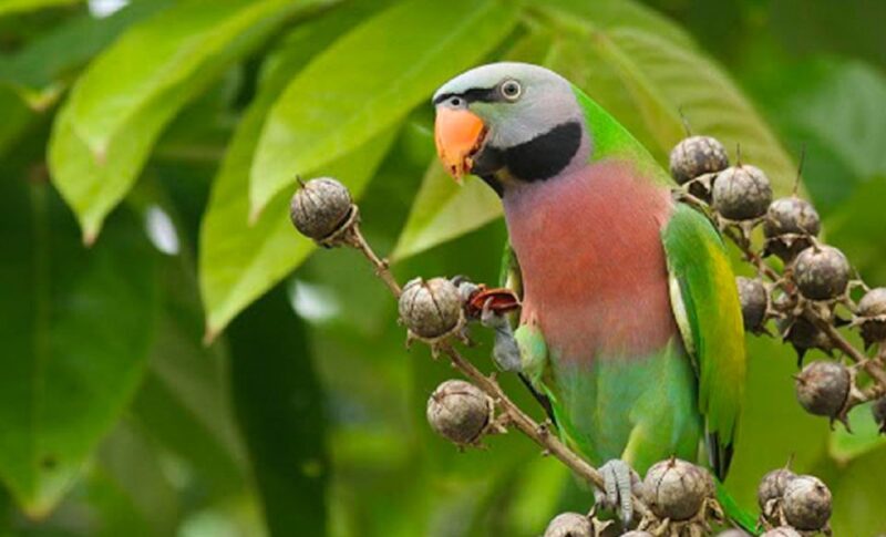 Phu Quoc: Vinpearl Safari Park Entry Ticket - Authentic Experiences: What Visitors Say