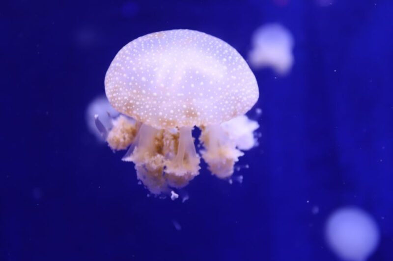 Phu Quoc: VinWonders Entry Ticket with Optional Safari - Frequently Asked Questions