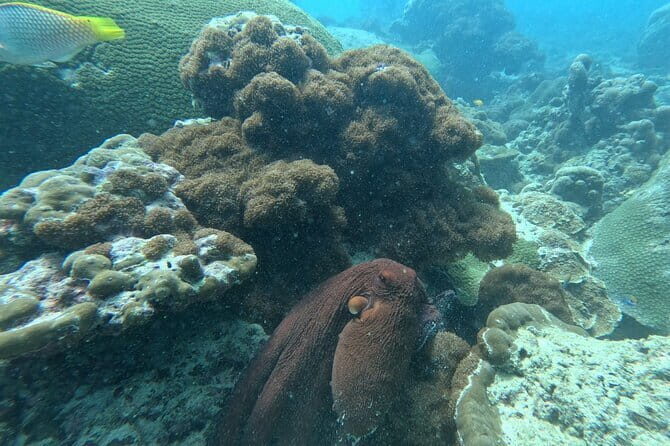 Phuket: 1 coral reef dive with PADI certification from G beach - The Price and What You’re Getting