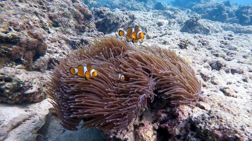 Phuket: 2 Coral Reef Dives with Lunch at The G Beach Club - An Introduction to the Experience
