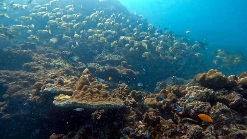 Phuket: 2 Coral Reef Dives with Lunch at The G Beach Club - The Experience Provider