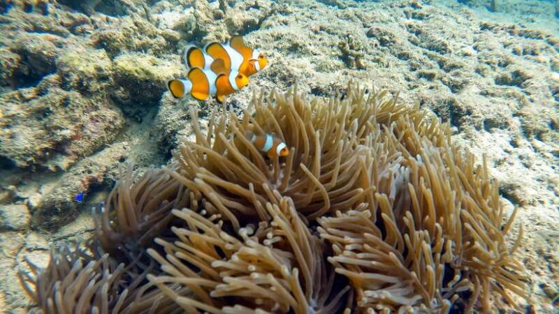 Phuket: 2 Coral Reef Dives with Lunch at The G Beach Club - Who Will Love This Tour?
