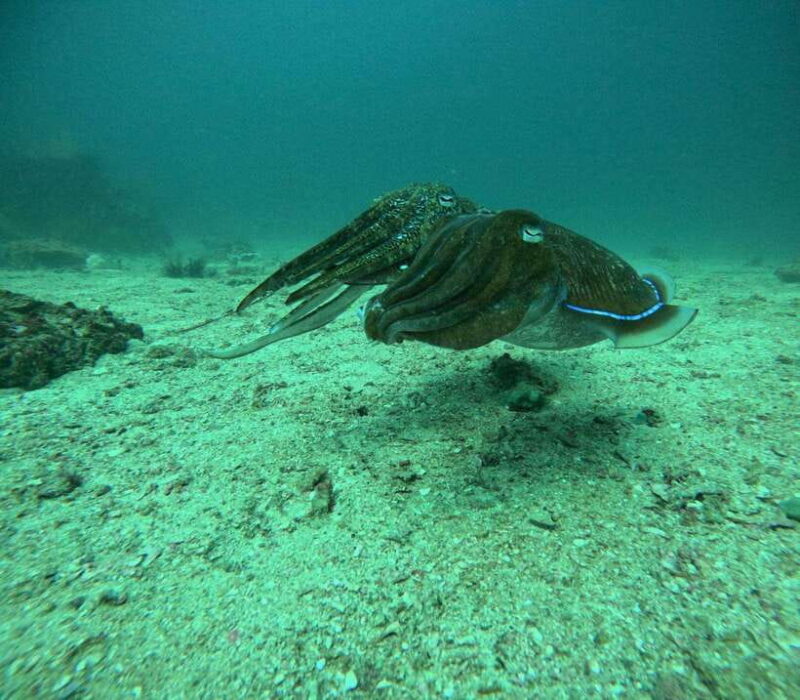 Phuket: 2 Coral Reef Dives with Lunch at The G Beach Club - Final Thoughts