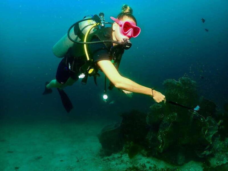 Phuket: 3 Dive Koh Phi Phi/Shark Point Scuba Diving Day Trip - The Sum Up