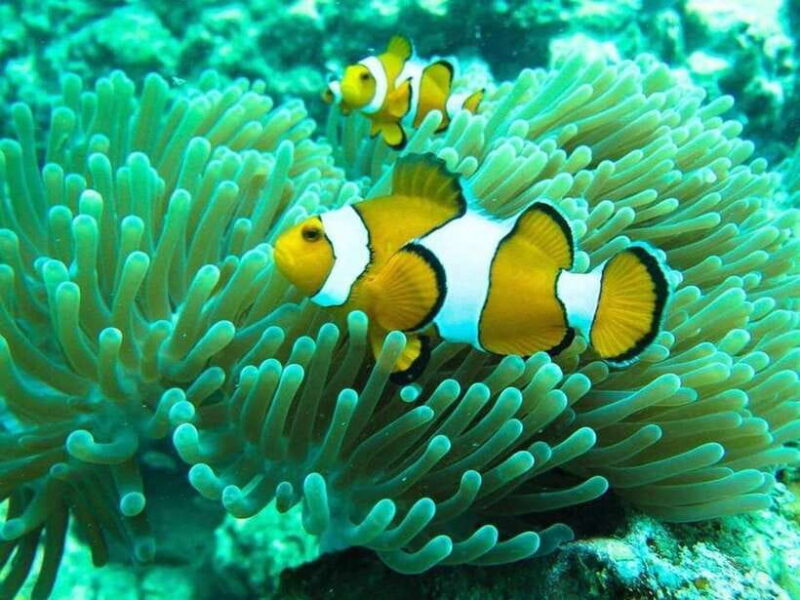 Phuket: 3 Khai Islands Snorkeling and Relaxation Tour - The Experience in Real Life: What Travelers Say