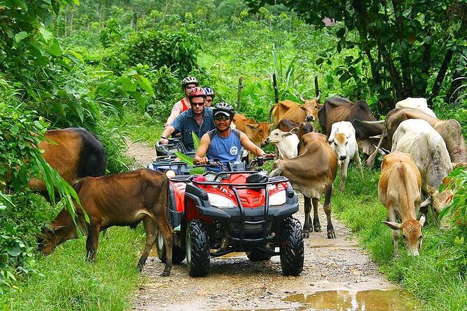 Phuket ATV Seaview On Tour - What Travelers Say: Authentic Feedback