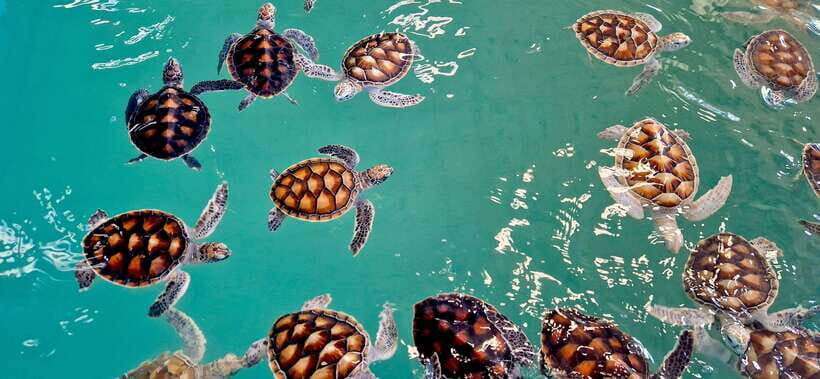 Phuket: Bamboo Raft, ATV & Sea Turtle Private Tour Khao Lak - Who Will Love This Tour?