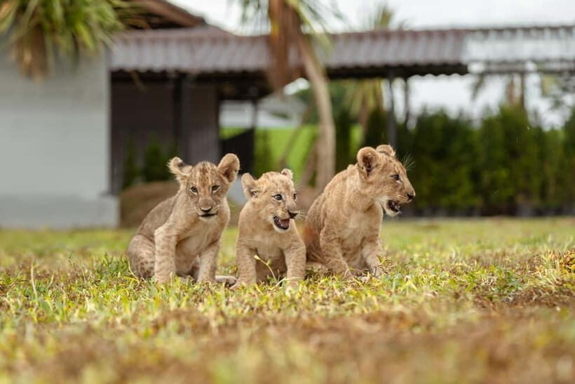 Phuket Big Buddha city tour + Lion Land with tour guide - FAQs