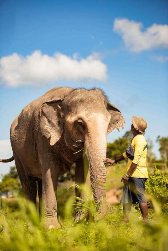 Phuket: Bukit Elephant Park Sanctuary Walk and Feed Tour - What You Get and What You Don’t
