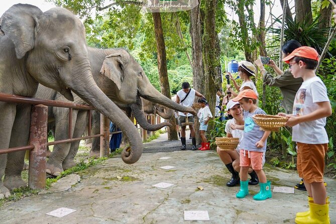 Phuket City Tour & Elephant Sanctuary: Sights, Tastes, Culture - Reviews in Their Own Words