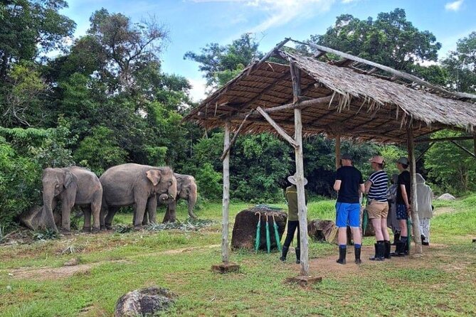 Phuket City Tour & Elephant Sanctuary: Sights, Tastes, Culture - The Sum Up