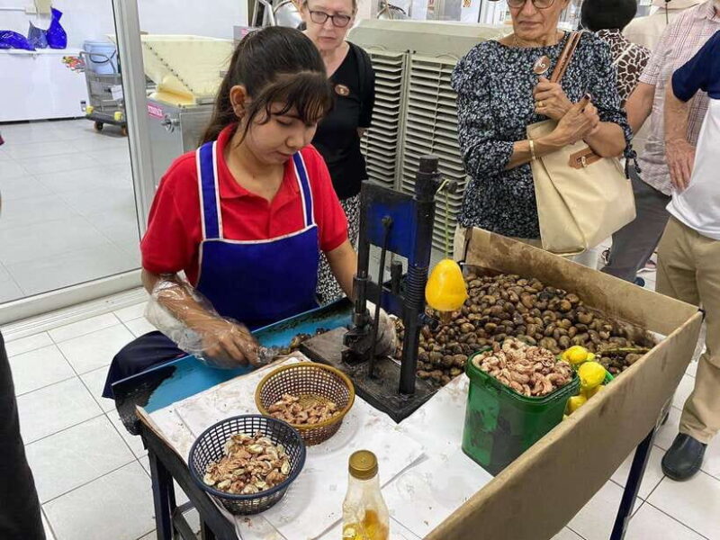 Phuket City Tour with Viewpoints, Temples & Elephant Feeding - The Sum Up