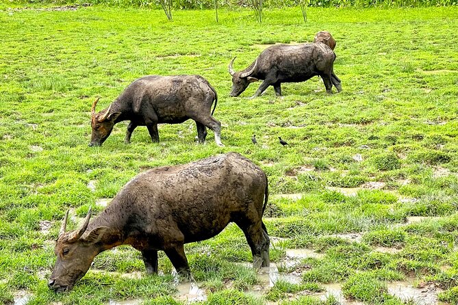 Phuket Coast to Coast Cycling Tour | Half Day Tour - Who Should Consider This Tour?