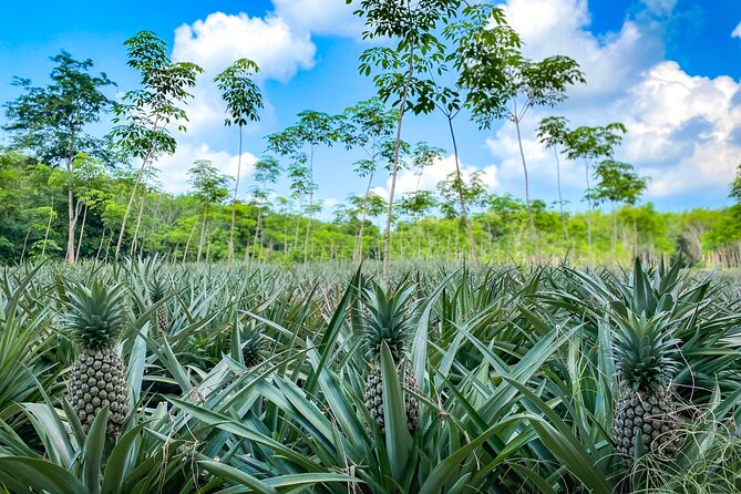 Phuket Coast to Coast Cycling Tour | Half Day Tour - FAQs