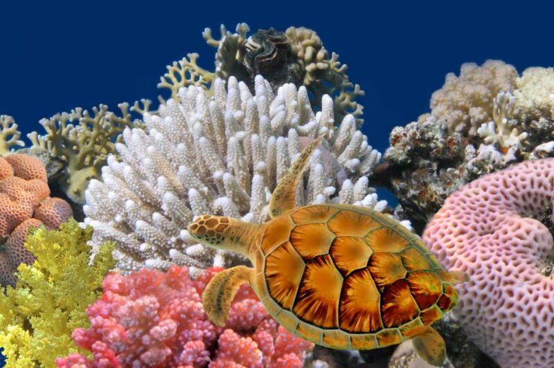 Phuket: Coral Island Longtail Boat Cruise with Snorkeling - Lunch and Exploration