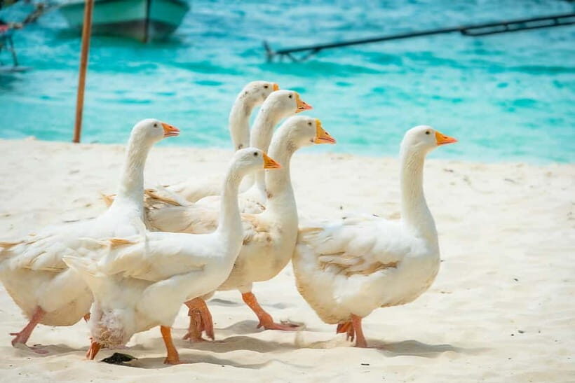 Phuket: Coral, Racha, Promthep Island Catamaran Trip & Lunch - Practical Tips for a Smooth Day