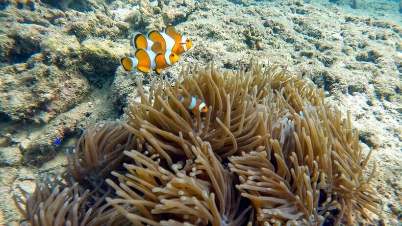 Phuket: Coral Reef Scuba Diving Experience at G Beach Club - Exploring the Phuket Coral Reef Experience in Detail