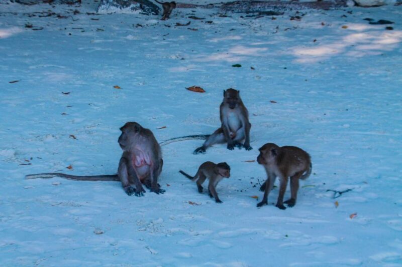 Phuket: Deluxe Phi Phi Tour by Speedboat & Lunch Buffet - Considerations & Tips