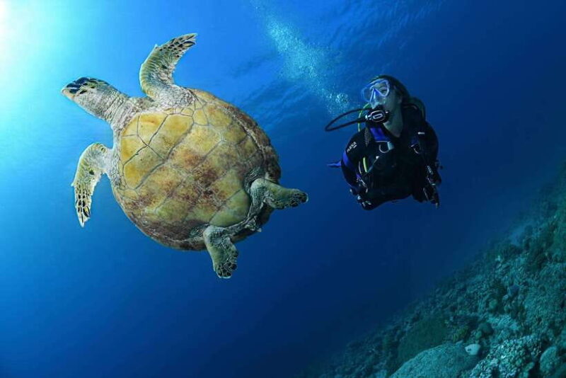 Phuket: Discover Scuba Diving to Racha Yai Island - Key Points