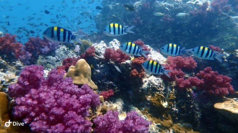 Phuket: Discover Scuba Diving to Racha Yai Island - Evaluating the Value for Money