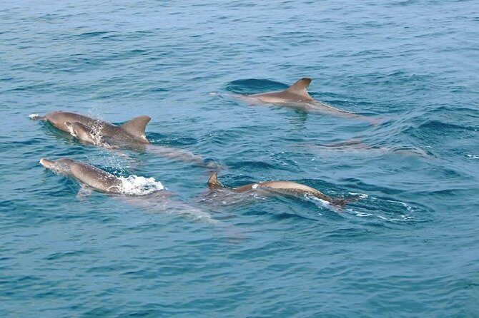 Phuket Dolphin Quest: Racha & Maiton Island Expedition - Detailed Itinerary Breakdown