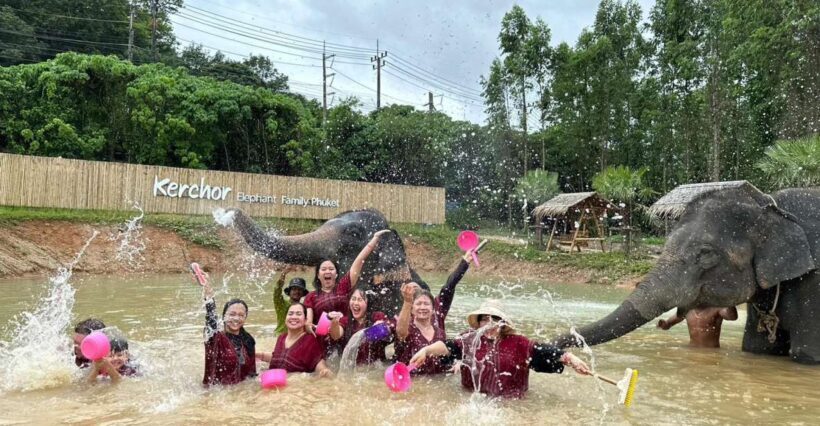 Phuket: Elephant Experience with Lunch or Dinner and Pickup - Introduction: A Close-Up with Elephants in Phuket