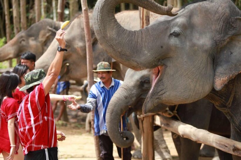 Phuket: Elephant Experience with Lunch or Dinner and Pickup - The Experience: Authenticity & Quality
