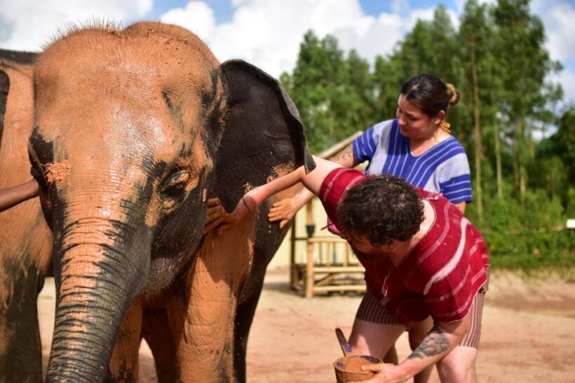 Phuket: Elephant Experience with Lunch or Dinner and Pickup - The Practical Side: Logistics, Pricing, & Value