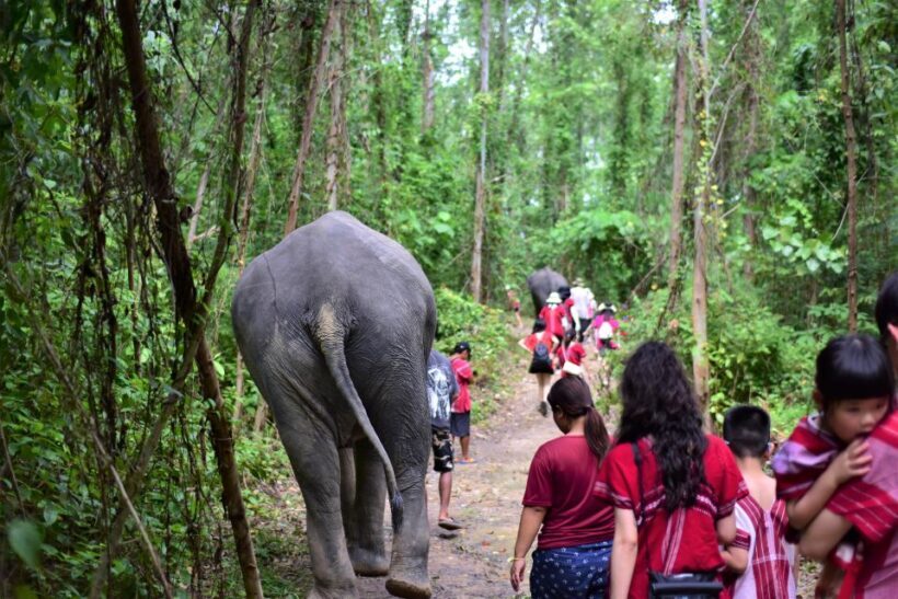 Phuket: Elephant Experience with Lunch or Dinner and Pickup - FAQs