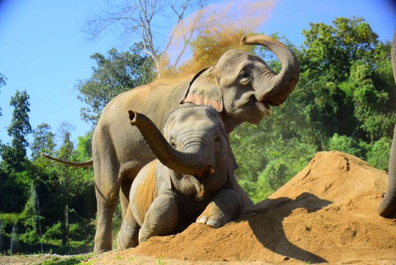 Phuket: Elephant Feeding Program - What to Expect from the Phuket Elephant Feeding Program