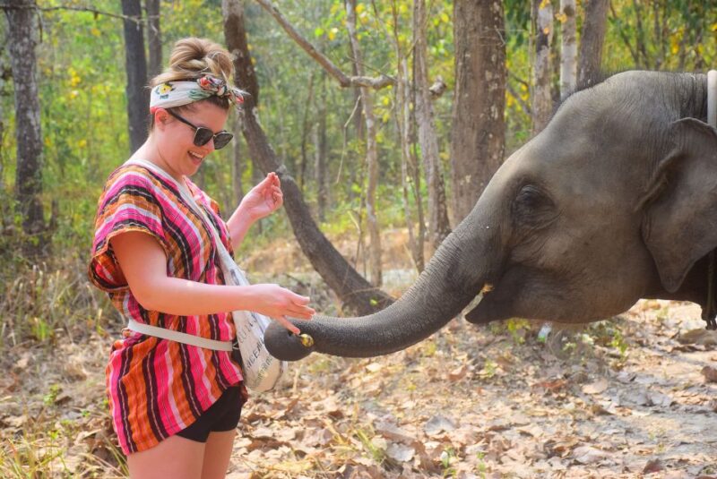 Phuket: Elephant Feeding Program - The Practical Details