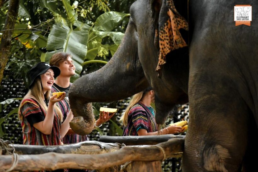 Phuket: Elephant Jungle Sanctuary Ethical Feeding Experience - Introduction: A Responsible Encounter with Elephants in Phuket