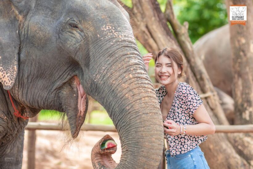 Phuket: Elephant Jungle Sanctuary Ethical Feeding Experience - The Value for Money