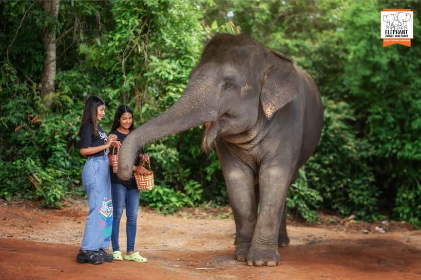 Phuket: Elephant Jungle Sanctuary Ethical Feeding Experience - How This Tour Reflects Ethical Tourism
