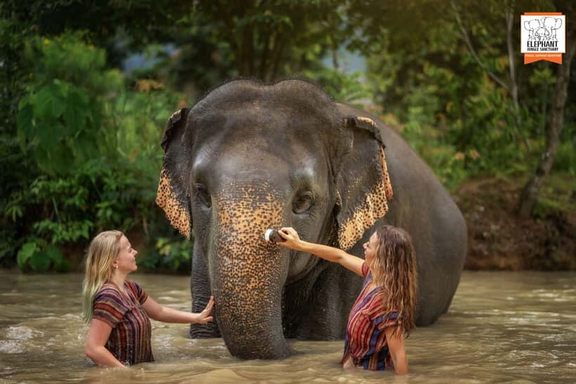 Phuket: Elephant Jungle Sanctuary Half-Day Visit with Meal - Practical Tips for Travelers
