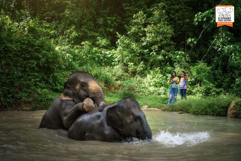 Phuket: Elephant Jungle Sanctuary 'Watch Me' Experience - Key Points