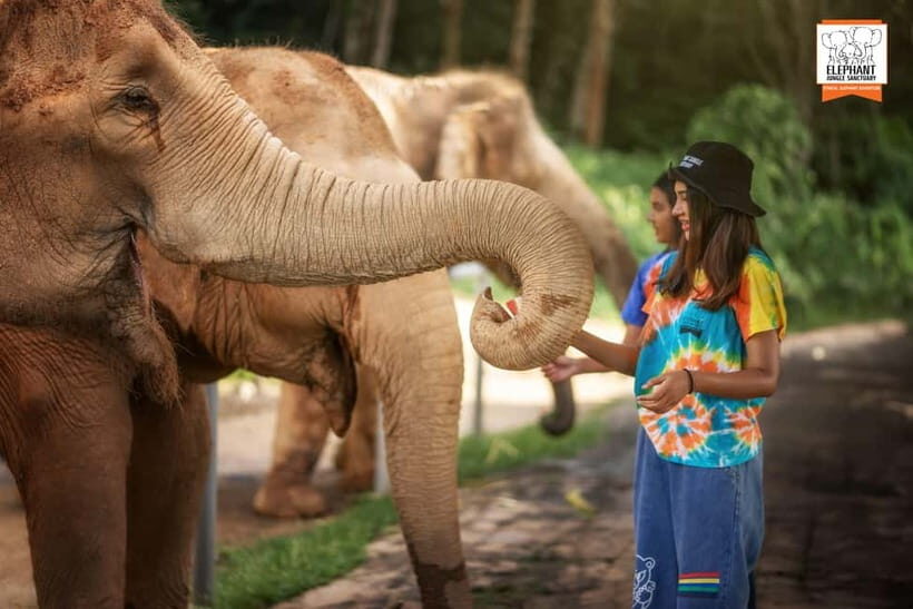 Phuket: Elephant Jungle Sanctuary 'Watch Me' Experience - An In-Depth Look at the Watch Me Experience