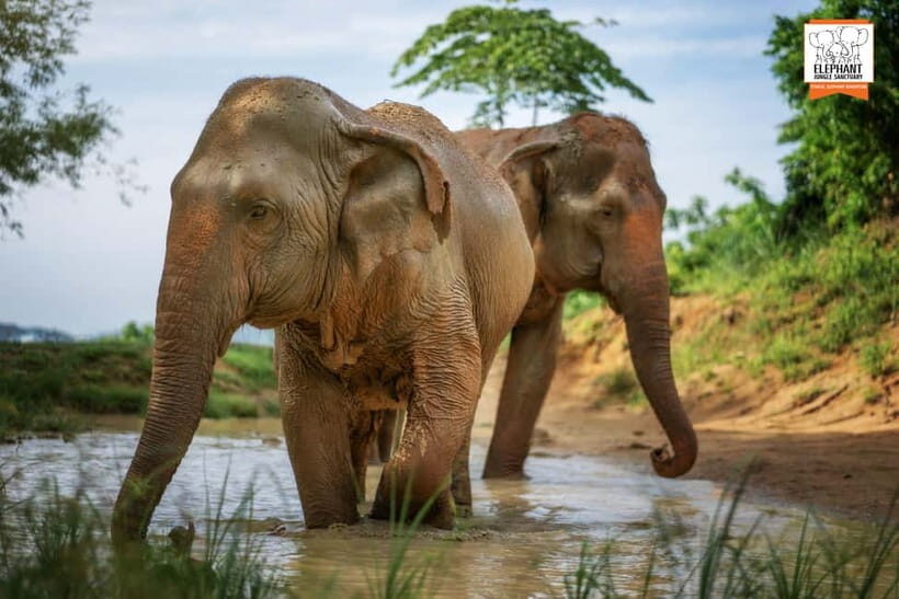 Phuket: Elephant Jungle Sanctuary 'Watch Me' Experience - Authentic Voices: What Travelers Say