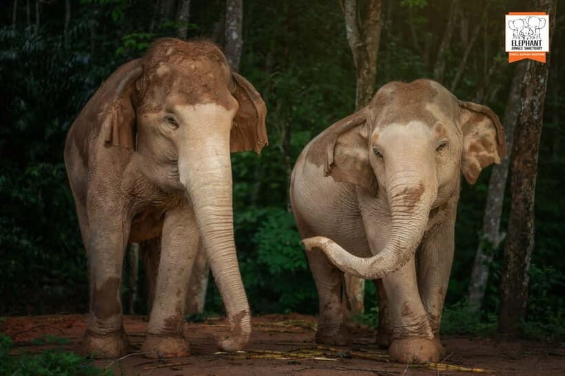 Phuket: Elephant Jungle Sanctuary 'Watch Me' Experience - Final Thoughts