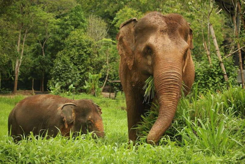 Phuket: Elephant Nature Reserve Entry Ticket and Guided Tour - Who Should Consider This Tour?