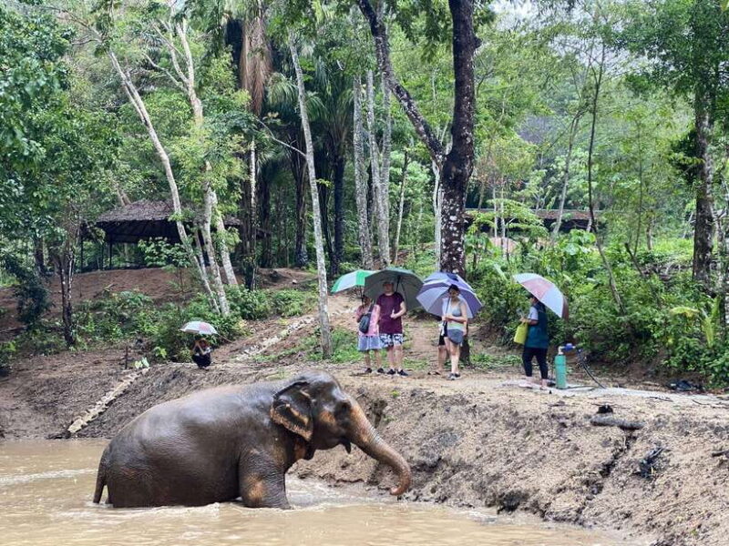 Phuket: Elephant Nature Reserve Entry Ticket and Guided Tour - Frequently Asked Questions (FAQ)