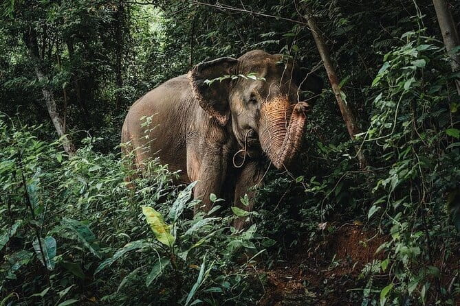 Phuket Elephant Nature Reserve Ethical Sanctuary - Who Will Love This Tour?